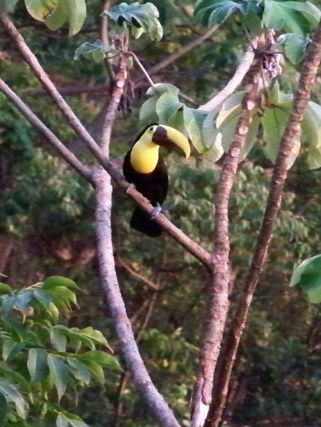 Paseo Pantera: Path of the Panther – Free Passage