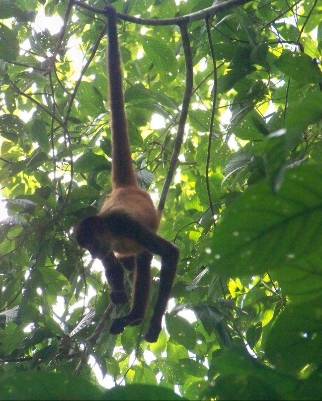 Paseo Pantera: Path of the Panther – Free Passage